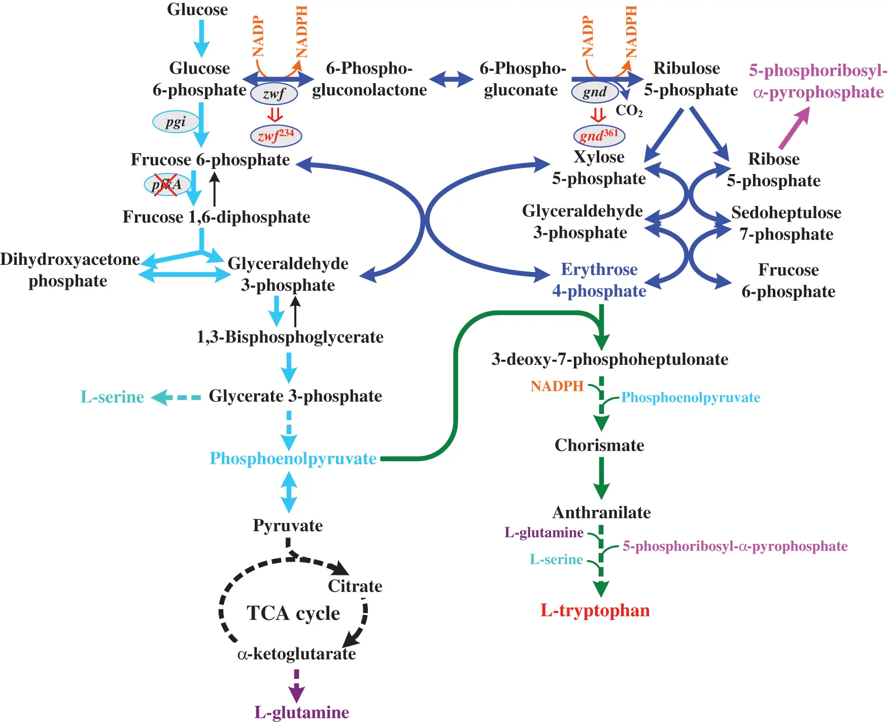 Co-ordinated combination of Embden-Meyerhof-Parnas pathway and pentose ...