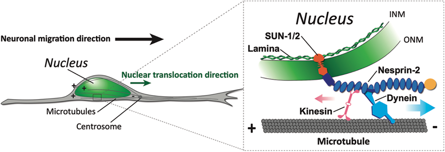 Possible mechanisms of bidirectional nuclear transport during neuronal ...