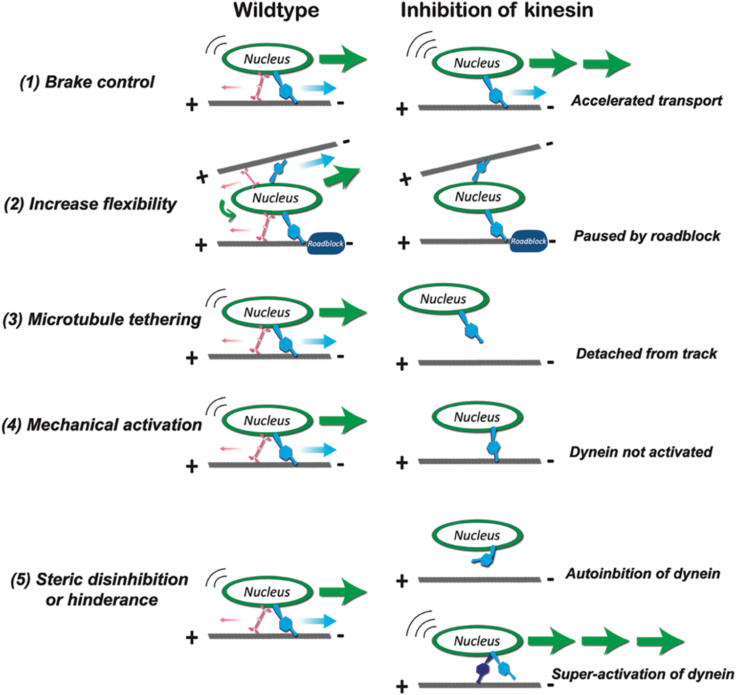 Possible mechanisms of bidirectional nuclear transport during neuronal ...