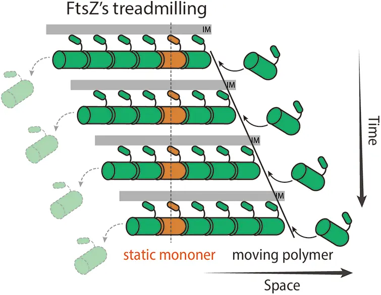 How does FtsZ’s treadmilling help bacterial cells divide?