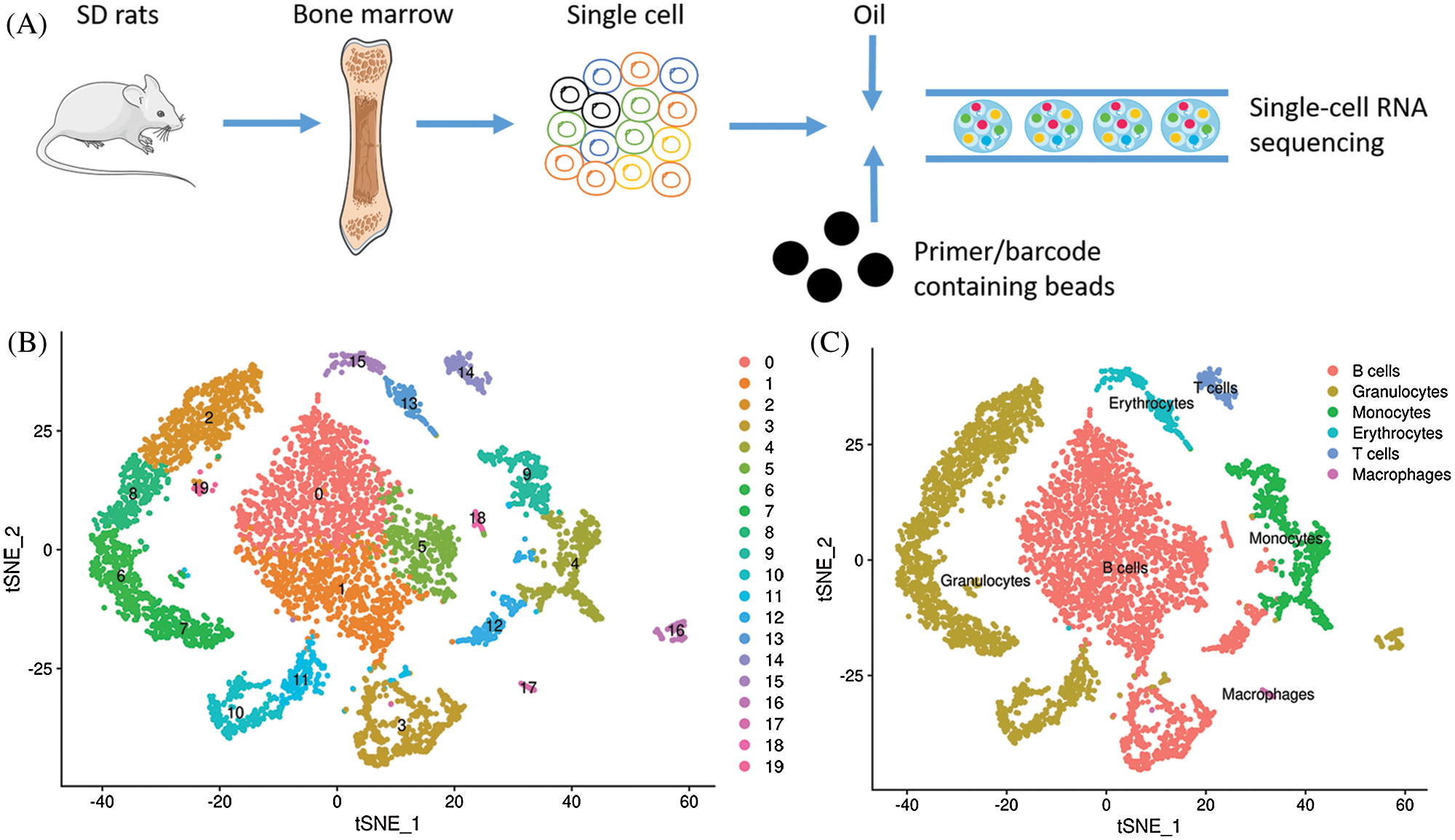 Single-cell RNA sequencing reveals classical monocytes are the major ...