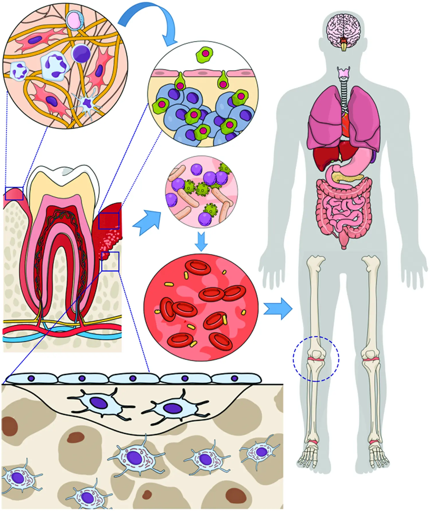 Periodontal research contributions to basic sciences: From cell ...