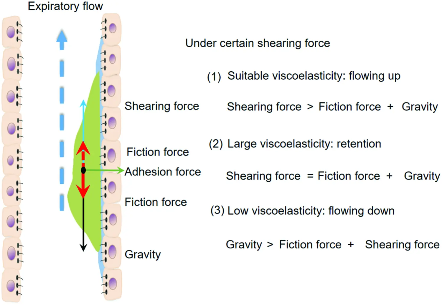 Toward an optimized strategy of using various airway mucus clearance ...