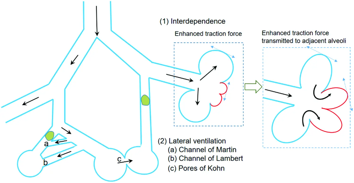 Toward an optimized strategy of using various airway mucus clearance ...
