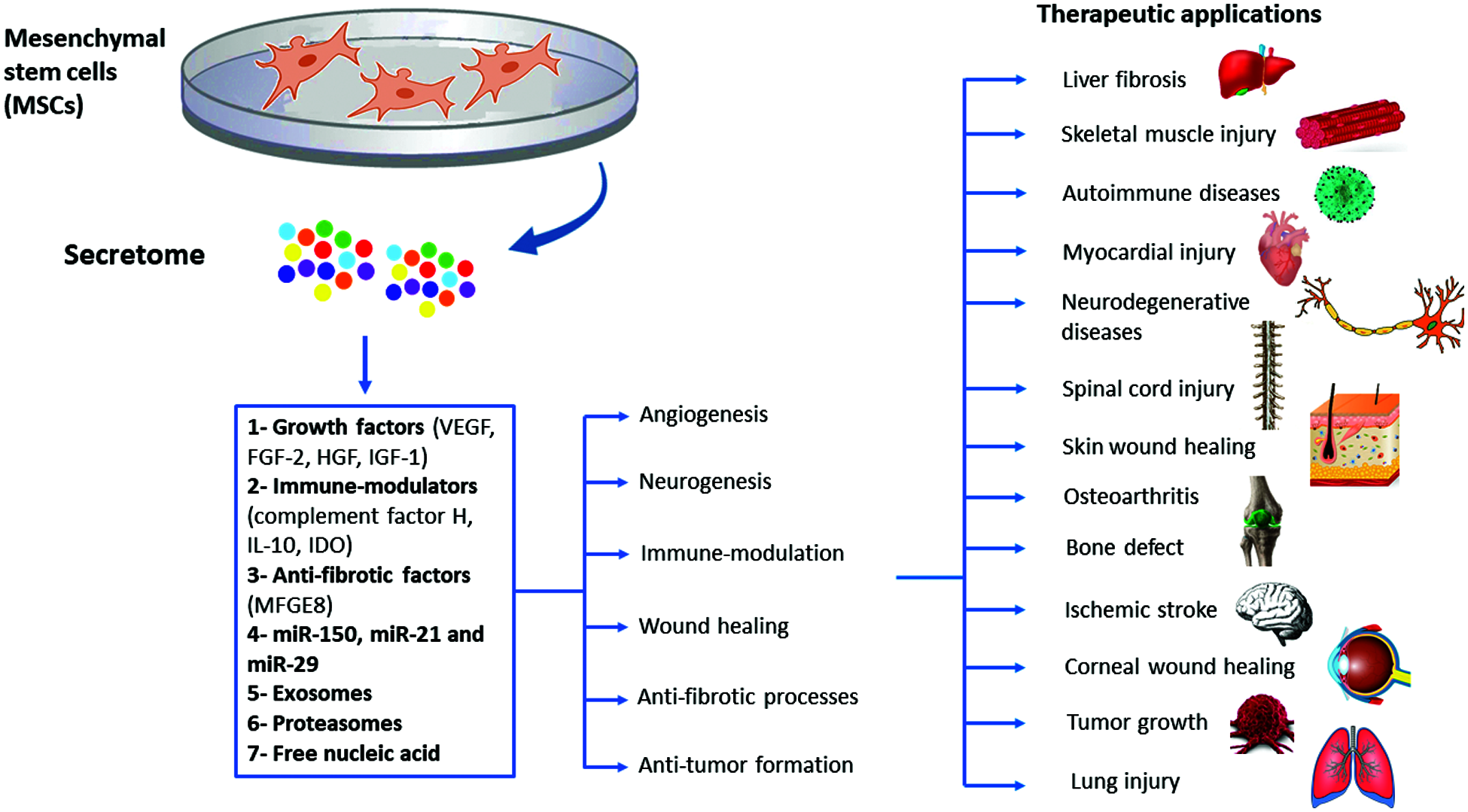 Mesenchymal stem cells derived secretome as an innovative cell-free ...