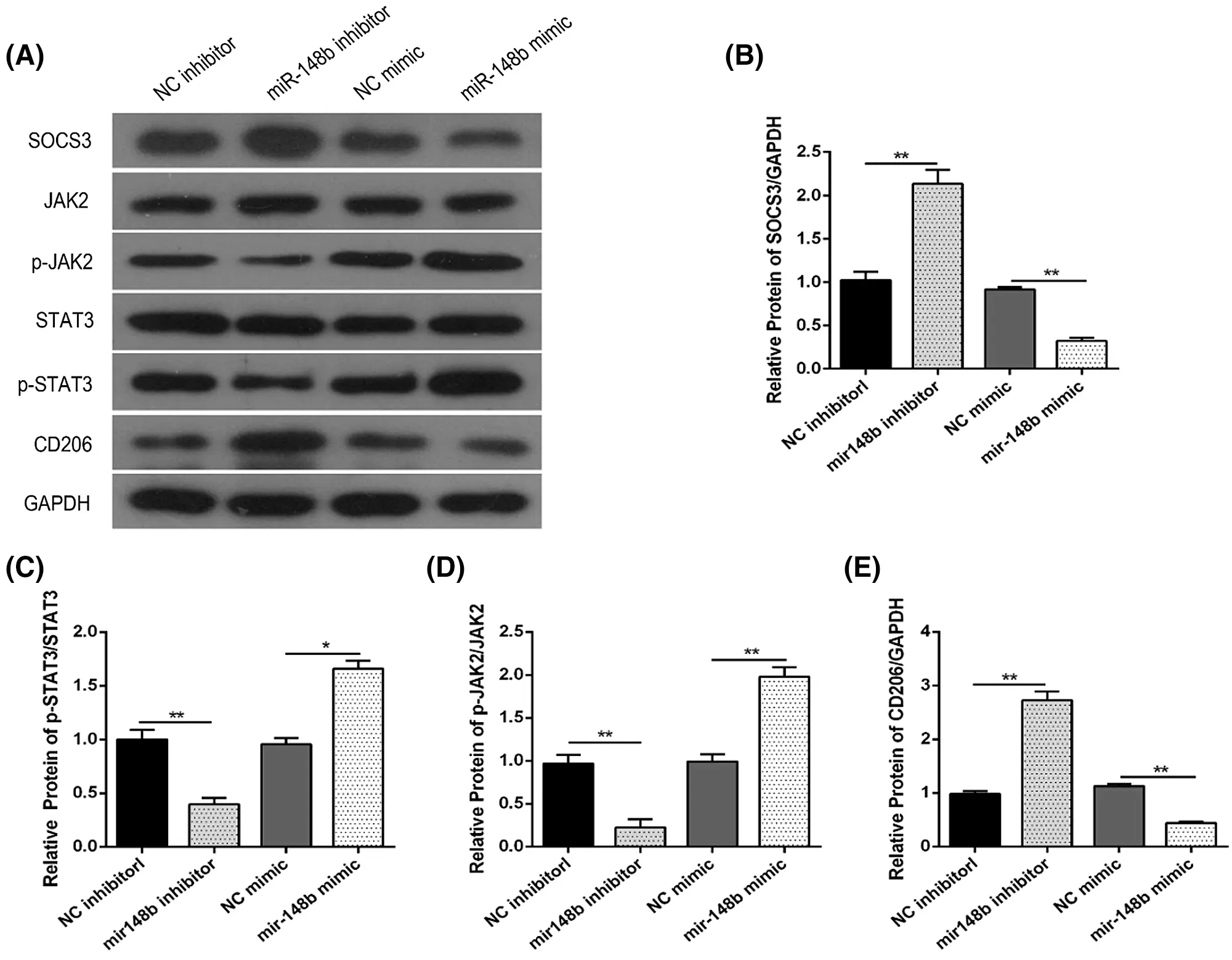 miRNA-148b-3p targeting SOCS3 inhibits macrophage M2 polarization by ...