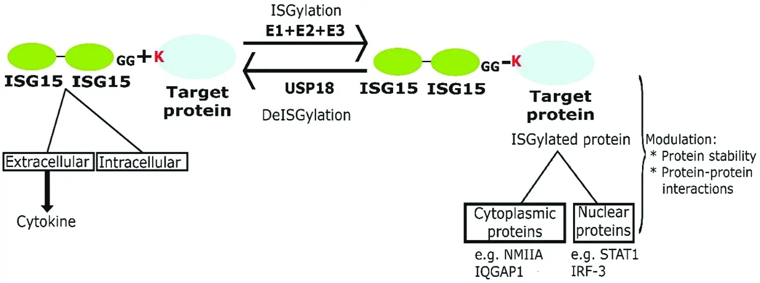 ISG15 and ISGylation: Emergence in the cytoskeleton dynamic and tumor ...