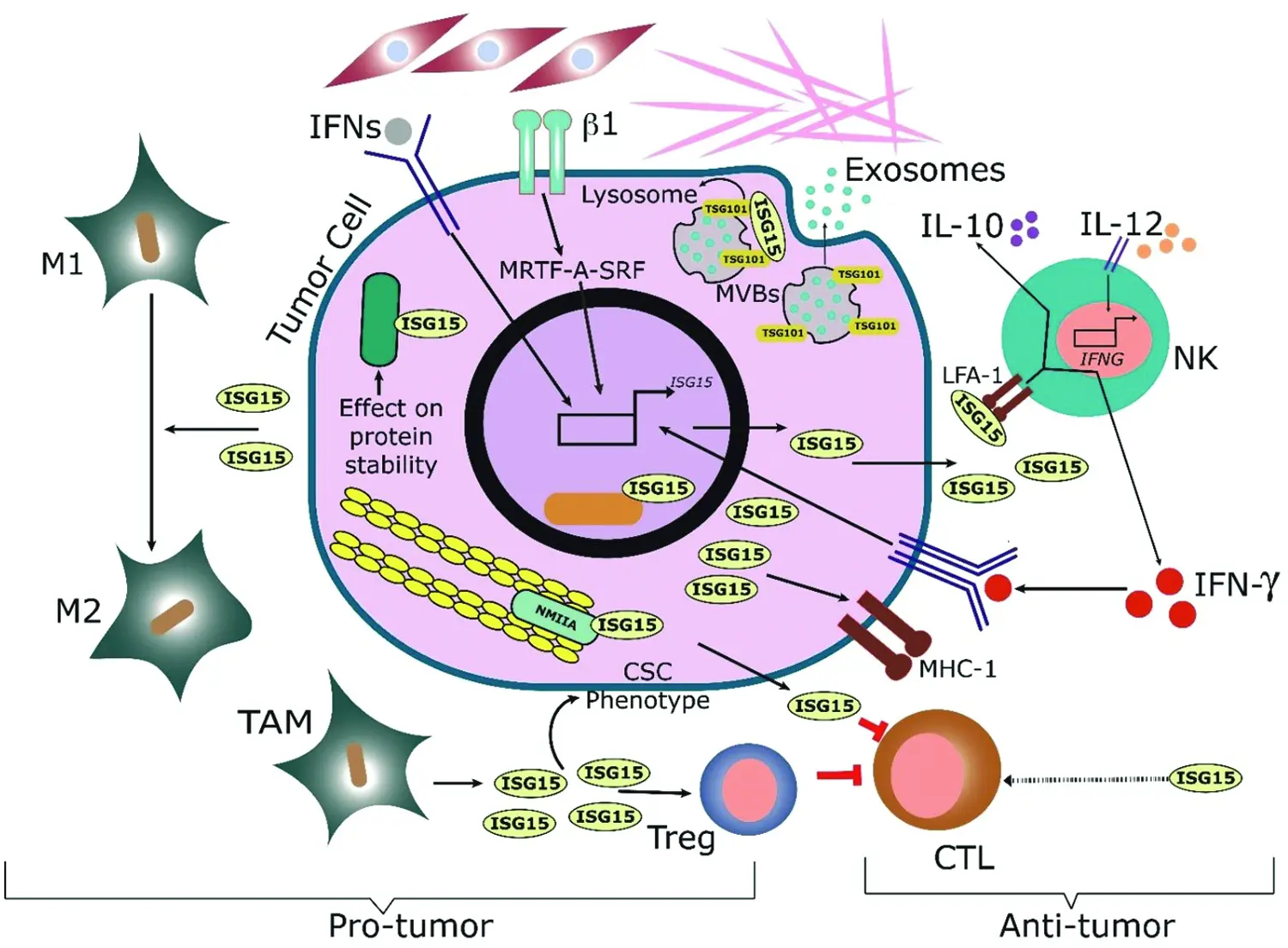 ISG15 and ISGylation: Emergence in the cytoskeleton dynamic and tumor ...