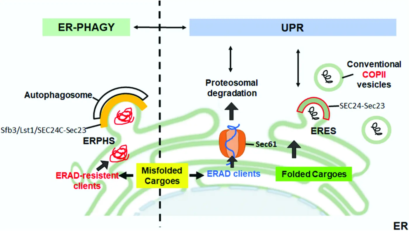ER exit pathways and the control of proteostasis: Crucial role of the ...