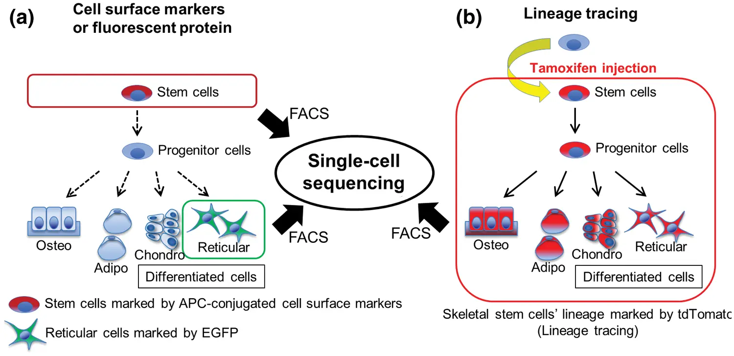 Synergy of single-cell sequencing analyses and in vivo lineage-tracing ...