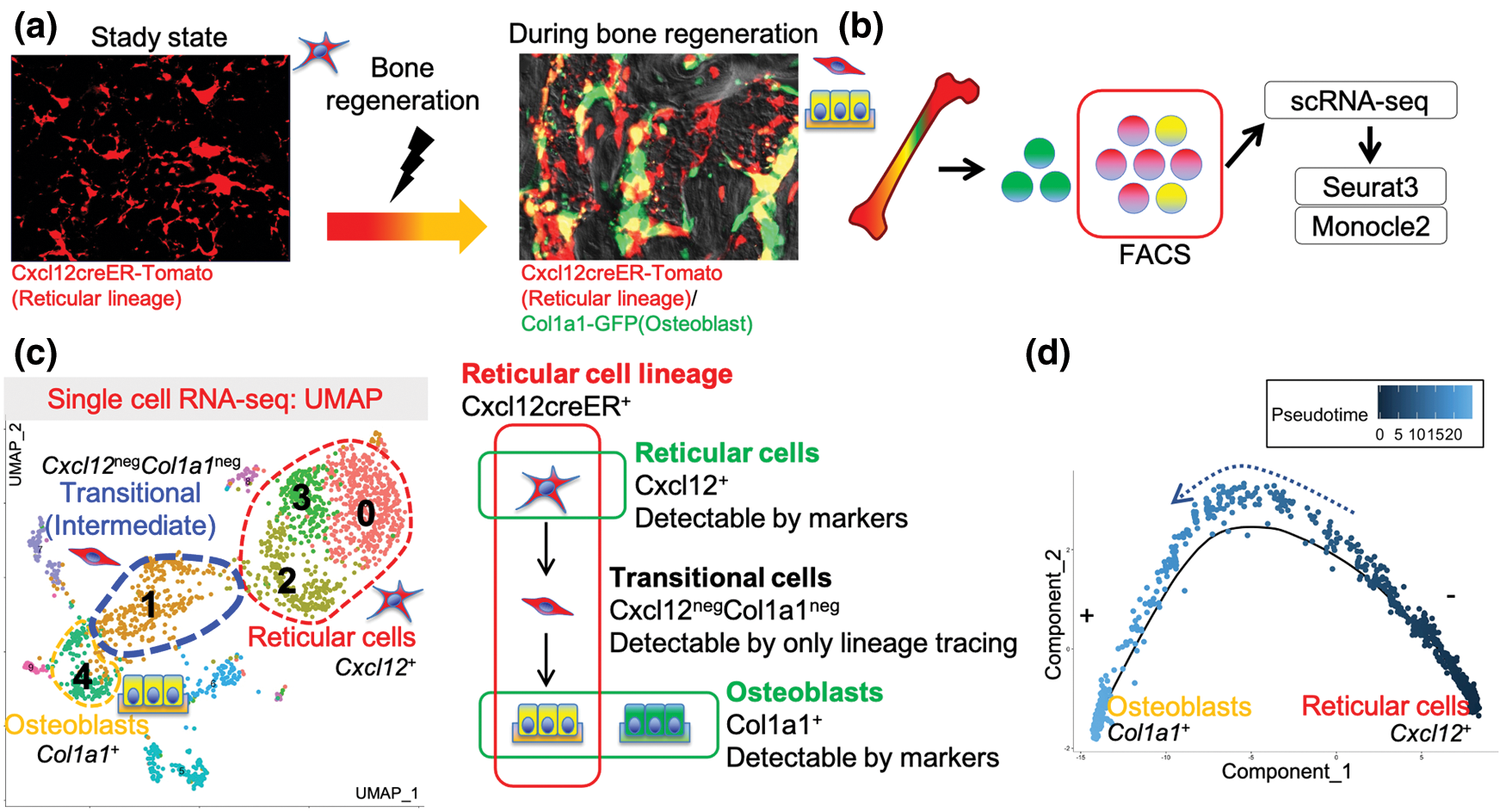 Synergy of single-cell sequencing analyses and in vivo lineage-tracing ...