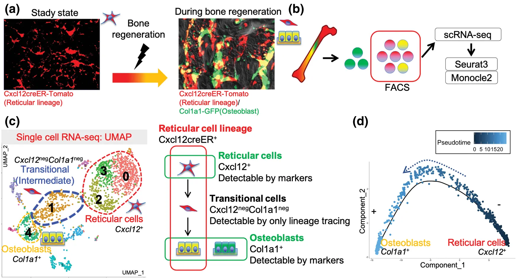 Synergy of single-cell sequencing analyses and in vivo lineage-tracing ...
