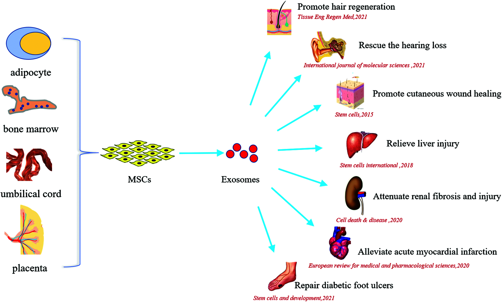 MSCs-exosomes in regeneration medicine: Current evidence and future ...