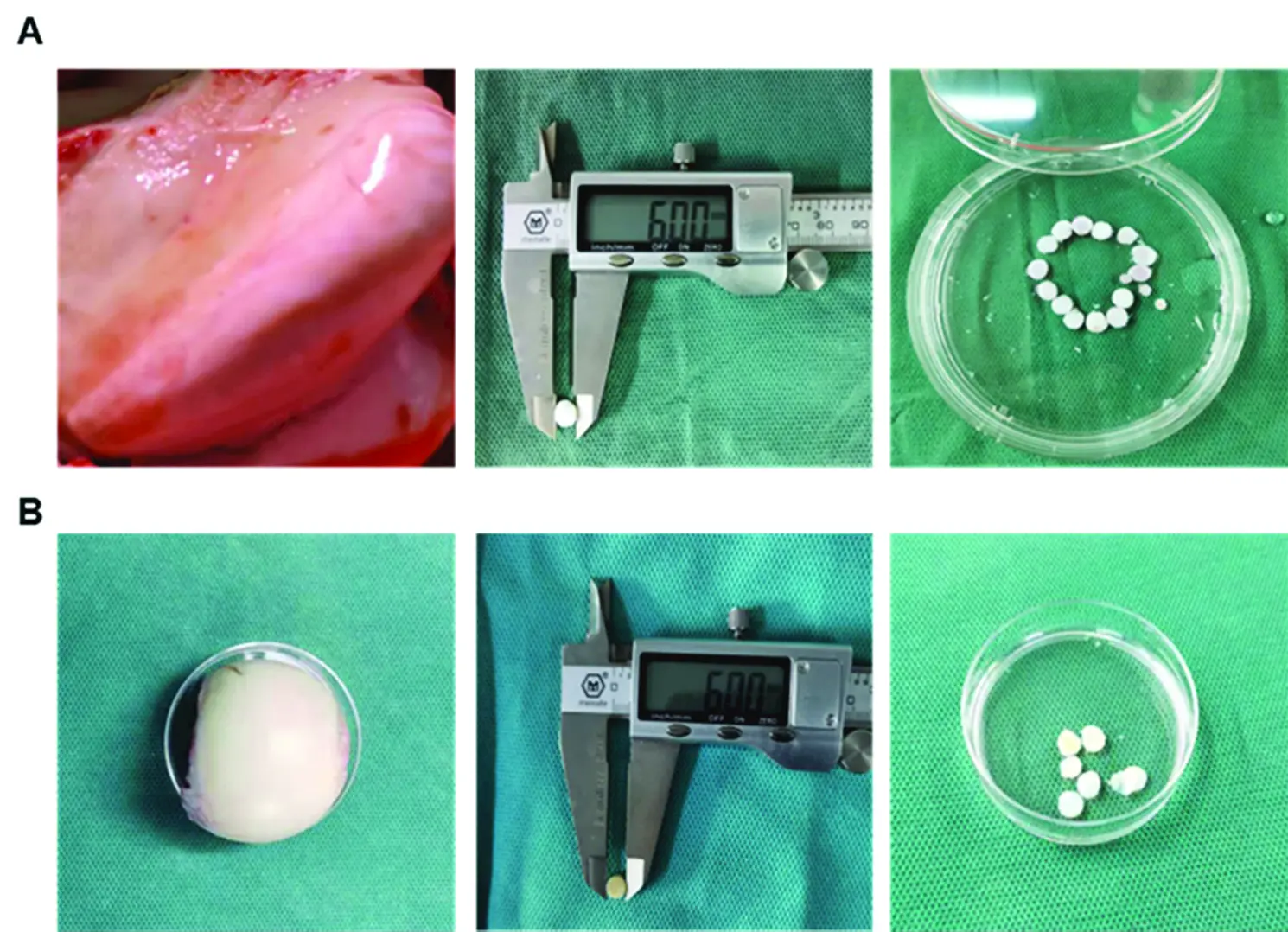 Ex vivo cartilage explant model for the evaluation of chondrocyte ...