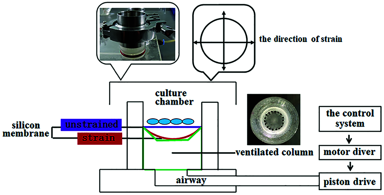 Cyclic biaxial tensile strain enhances osteogenic differentiation in ...