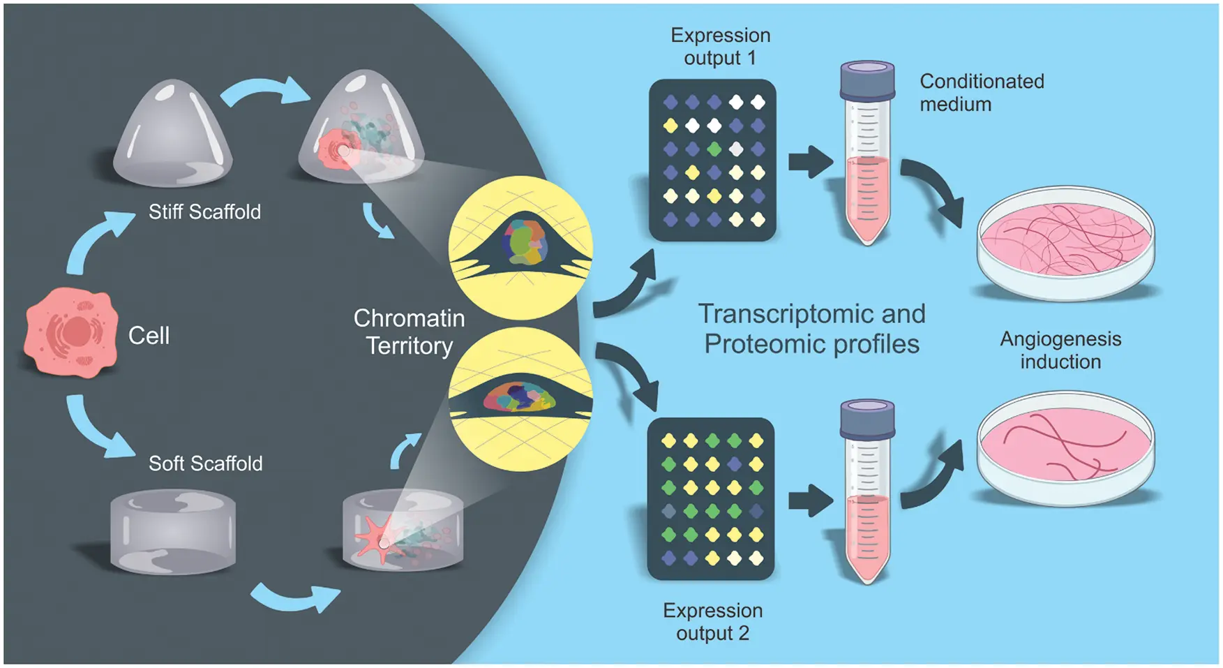 Tuning mesenchymal stem cell secretome therapeutic potential through ...