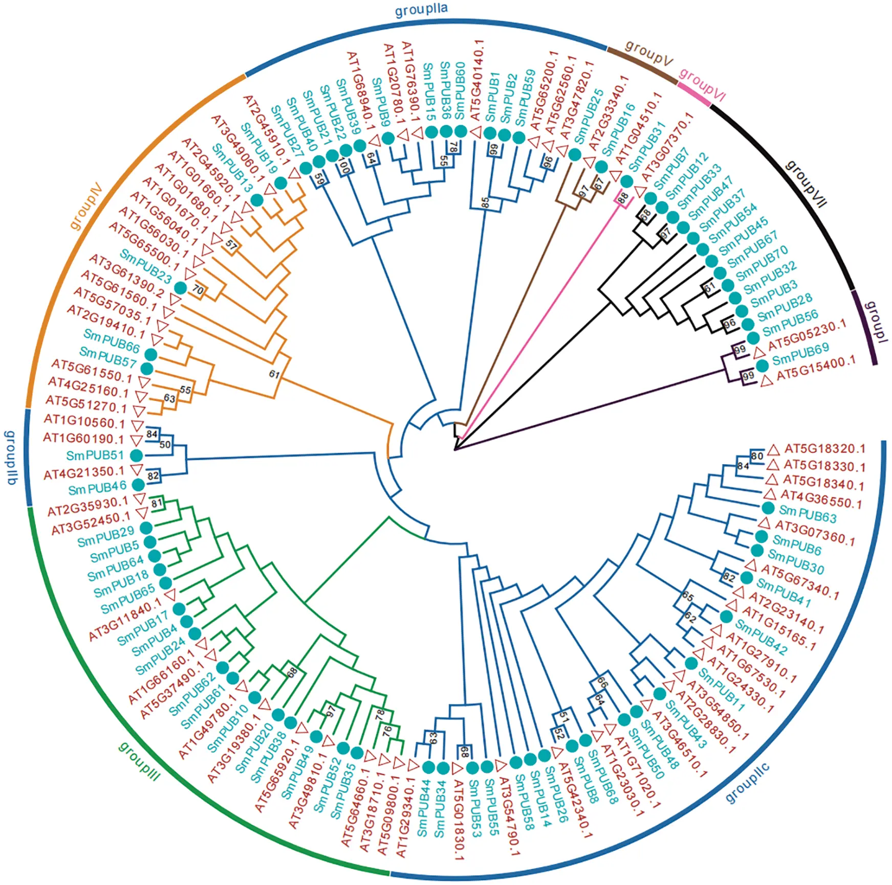 Genome-wide identification of U-box gene family and expression analysis ...