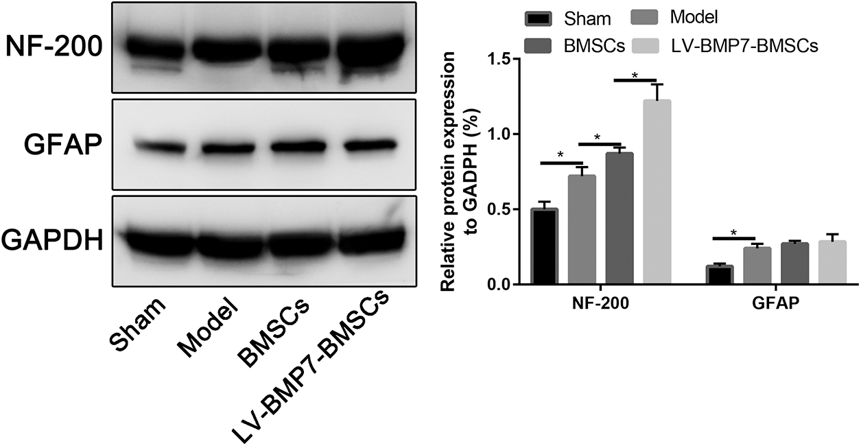 Transplantation of BMP-7 gene-transfected bone marrow mesenchymal stem ...