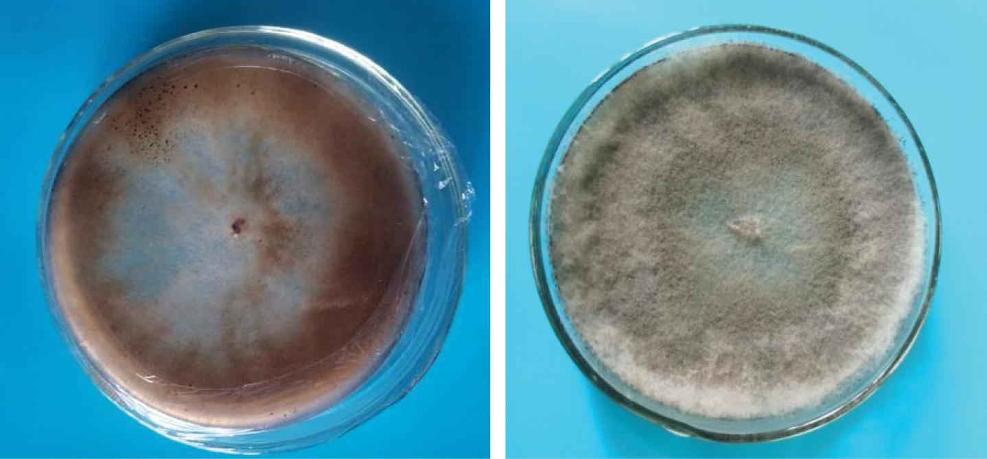Identification of a new Hazelnut disease in Liaoning Province: Hazelnut ...