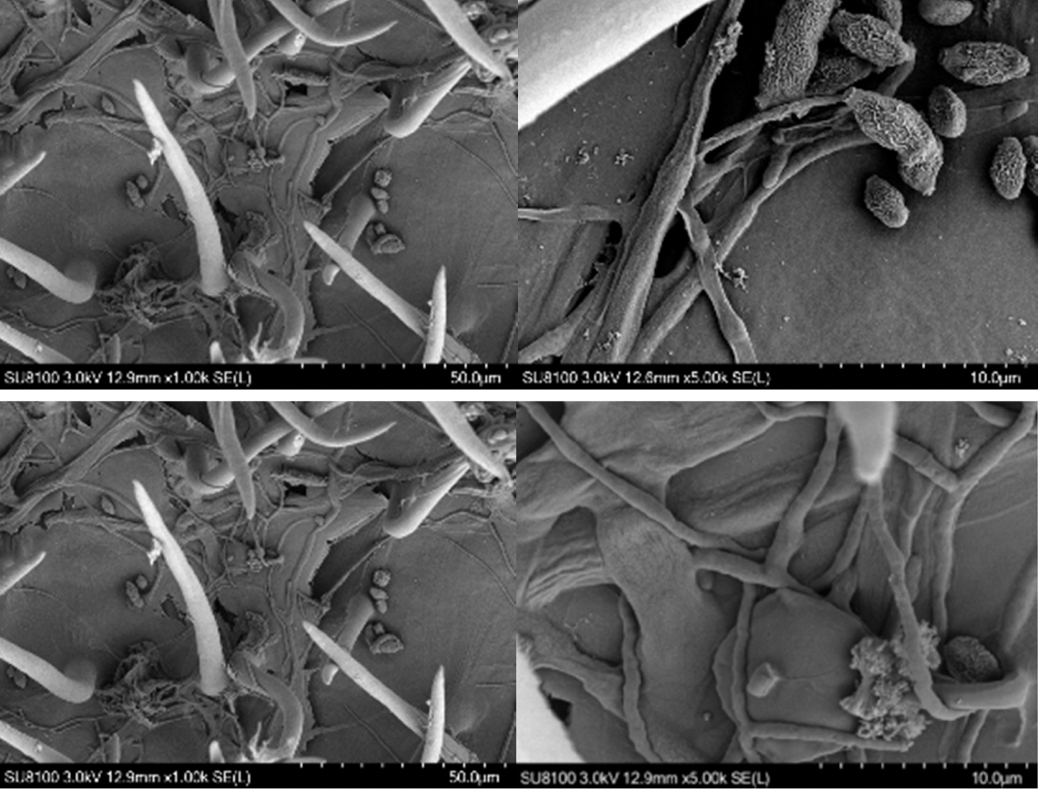 Identification of a new Hazelnut disease in Liaoning Province: Hazelnut ...