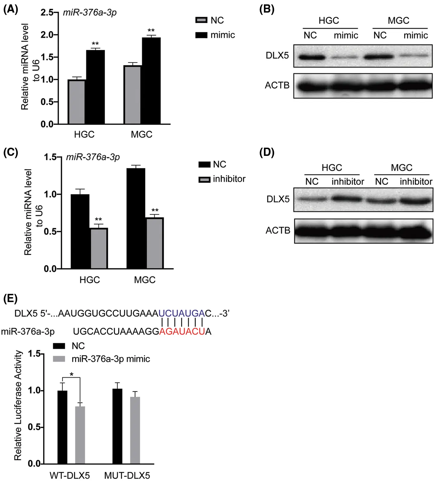 The expression and function of miR-376a-3p/DLX axis in gastric cancer cells