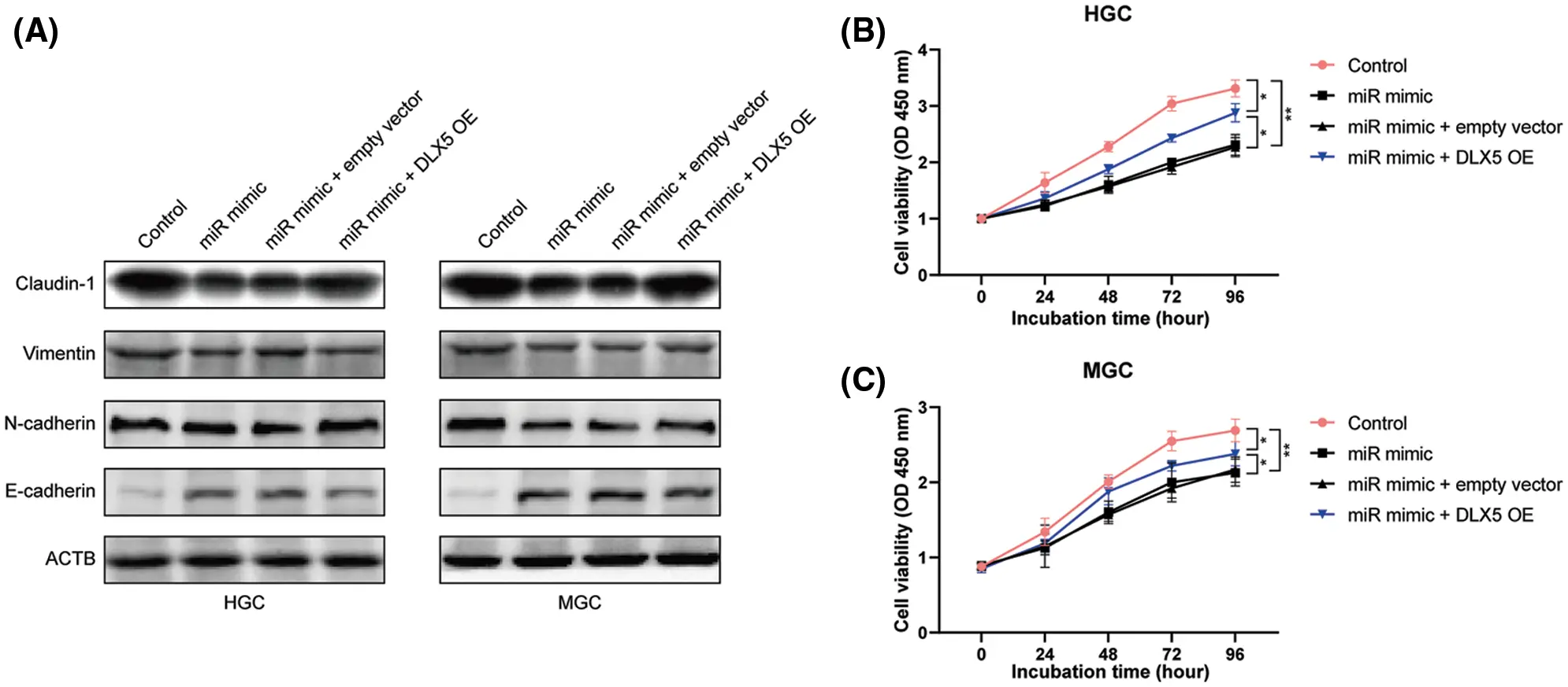 The expression and function of miR-376a-3p/DLX axis in gastric cancer cells