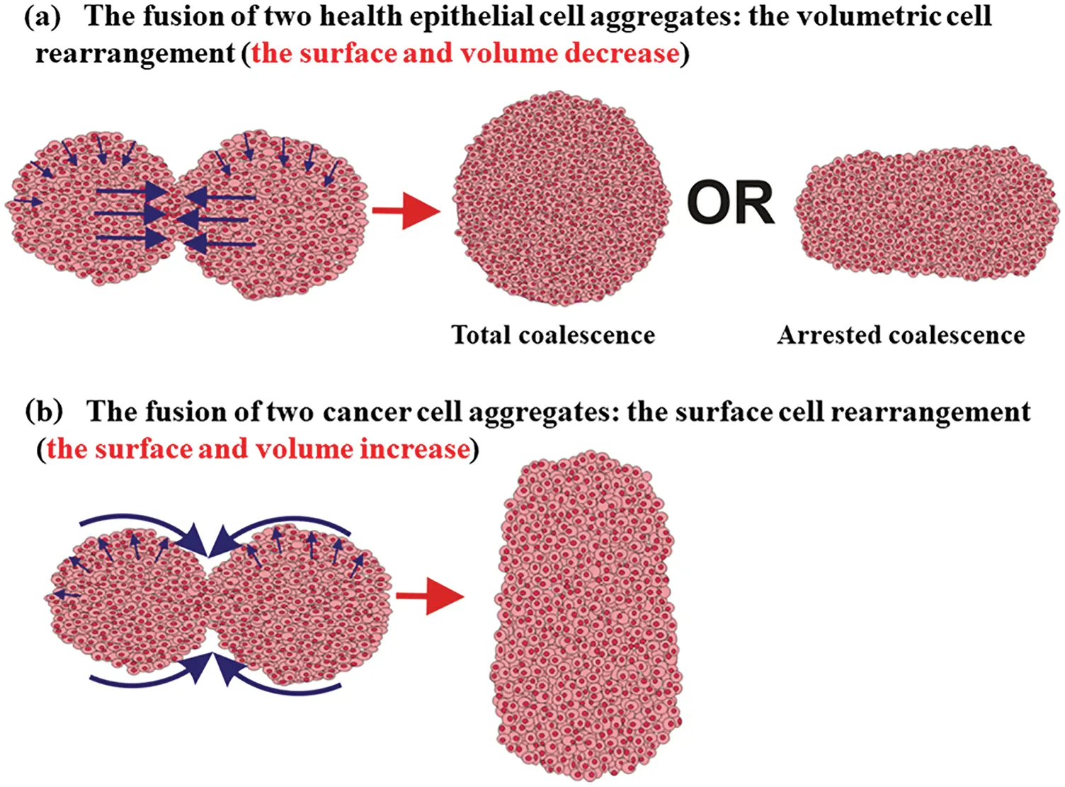 BIOCELL | Free Full-Text | Surface activity of cancer cells: The fusion ...
