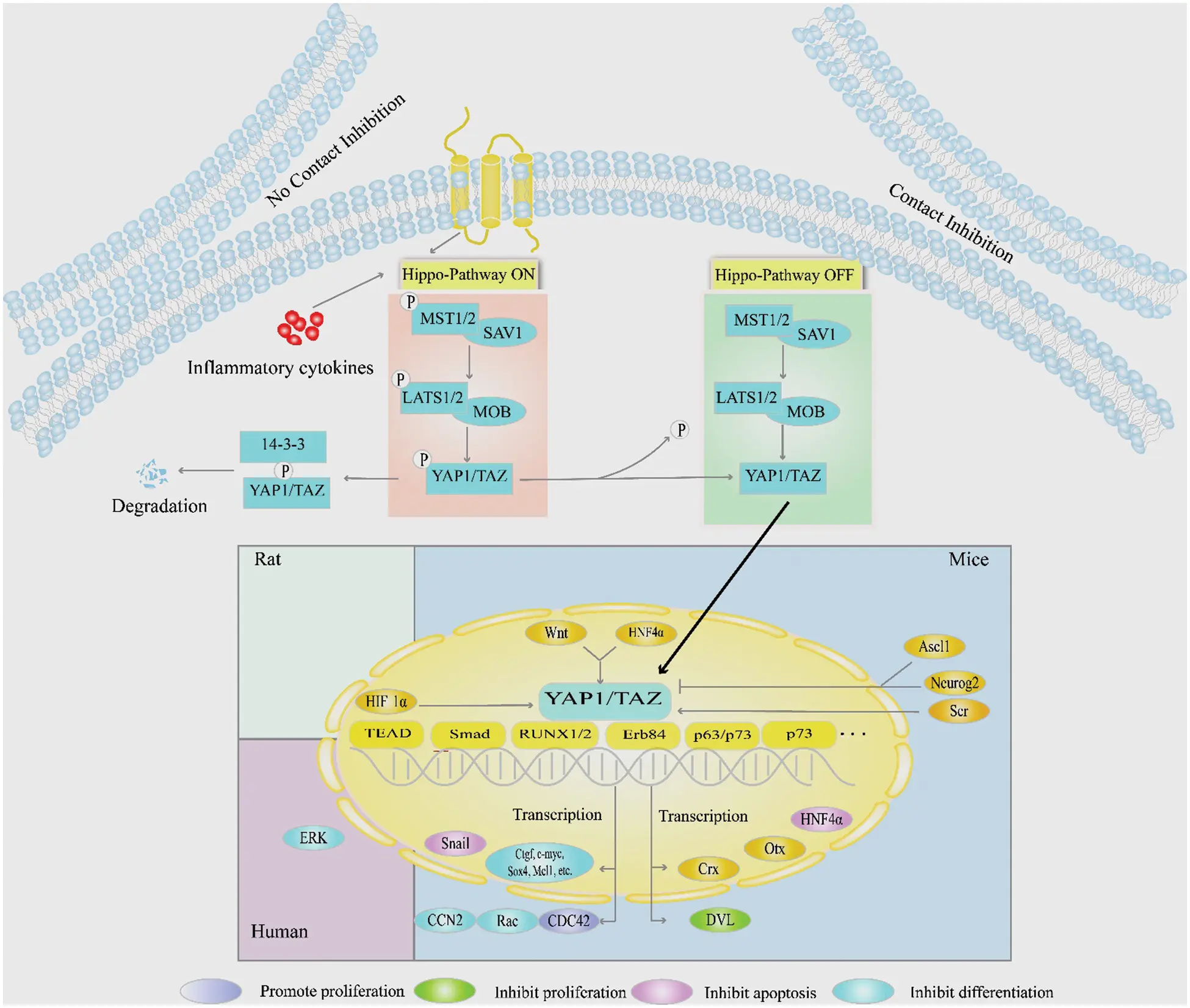 BIOCELL | Free Full-Text | The roles and regulation of Yes-associated ...