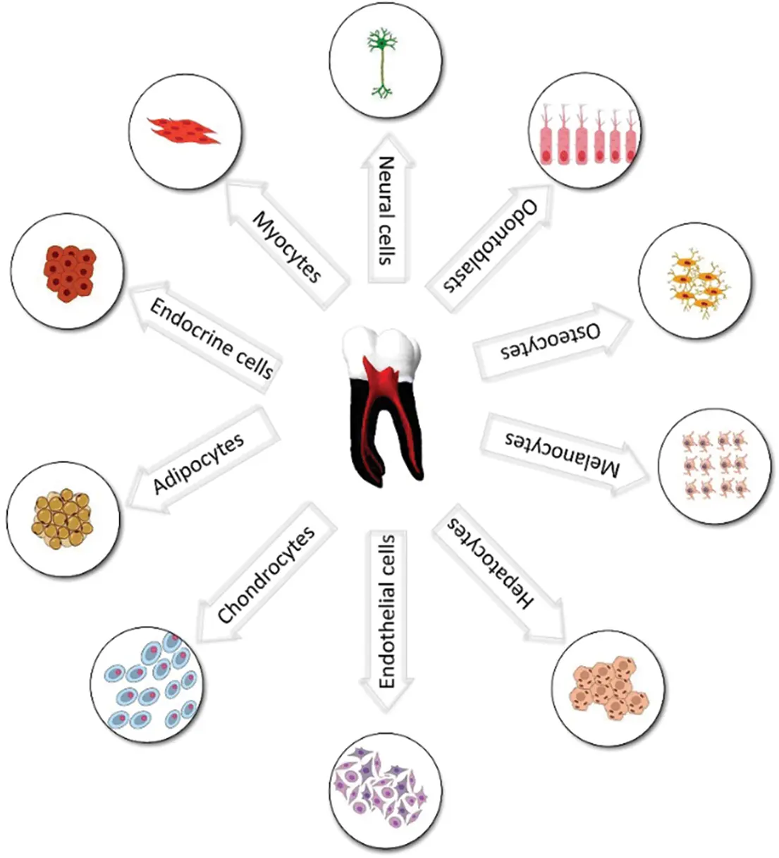 BIOCELL | Free Full-Text | Dental pulp stem cells and banking of teeth ...