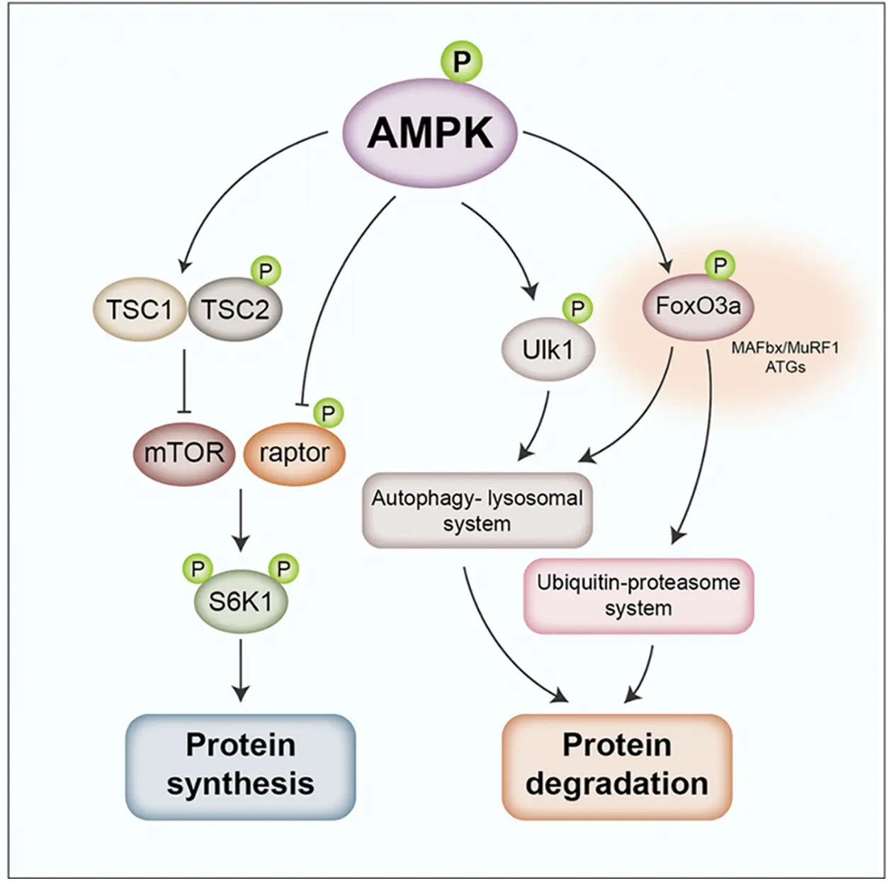 BIOCELL | Free Full-Text | The role of 5′-adenosine monophosphate-activated protein kinase (AMPK ...