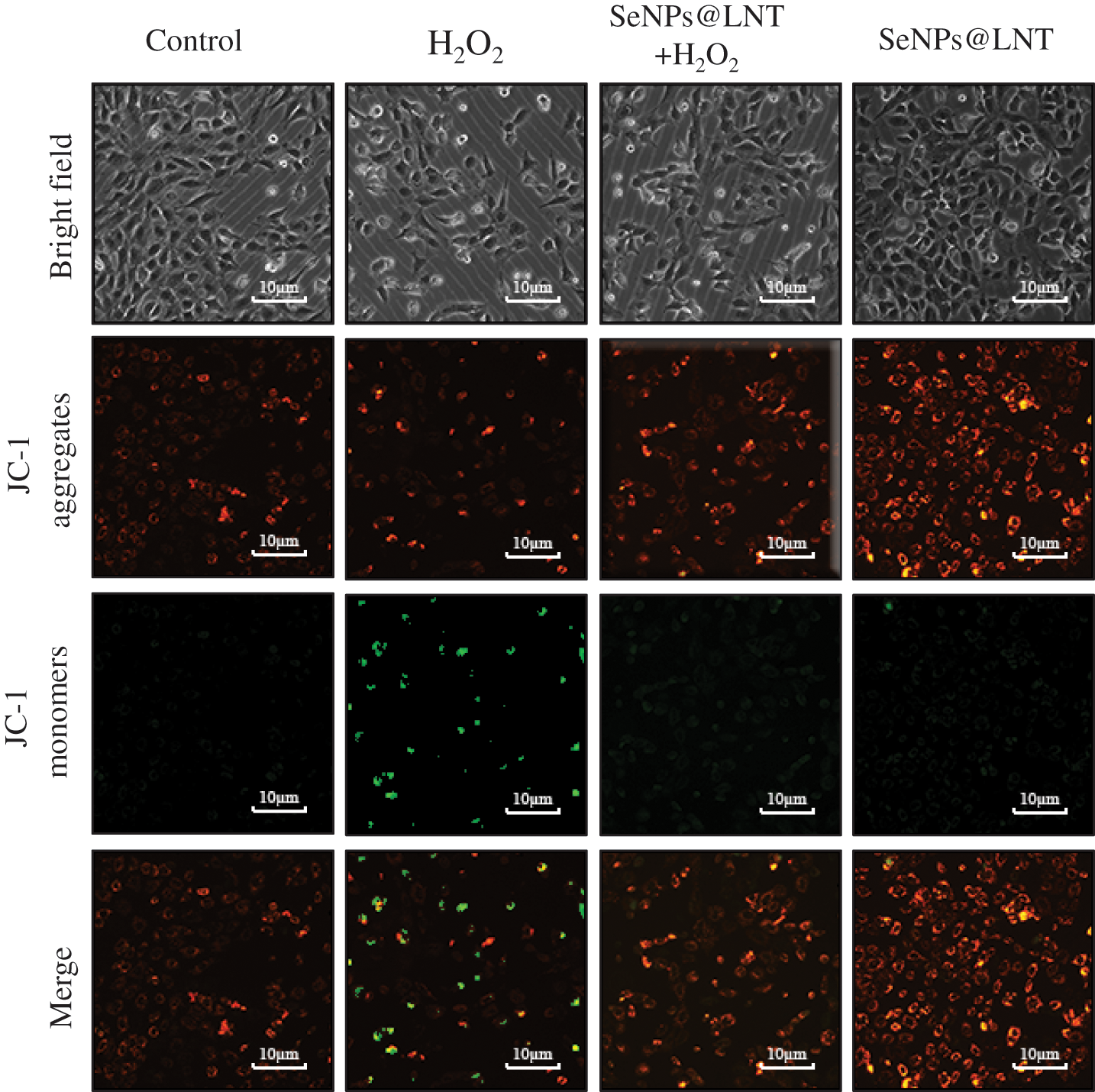 BIOCELL | Free Full-Text | Inhibition of H 2 O 2 -induced apoptosis of ...