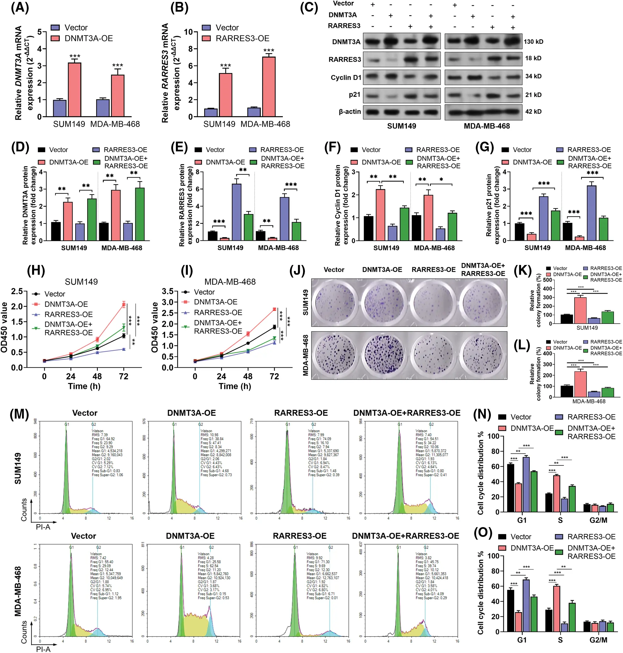 BIOCELL | Free Full-Text | Methyltransferase 3A-mediated promoter ...