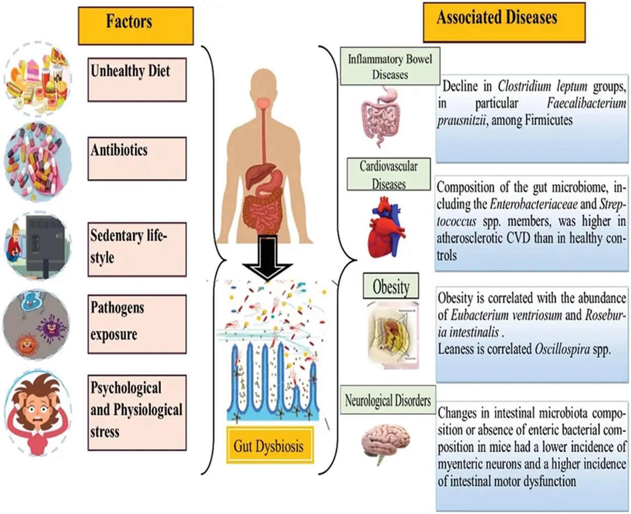 BIOCELL | Free Full-Text | Gut microbiome modulation: Ancillary effects ...