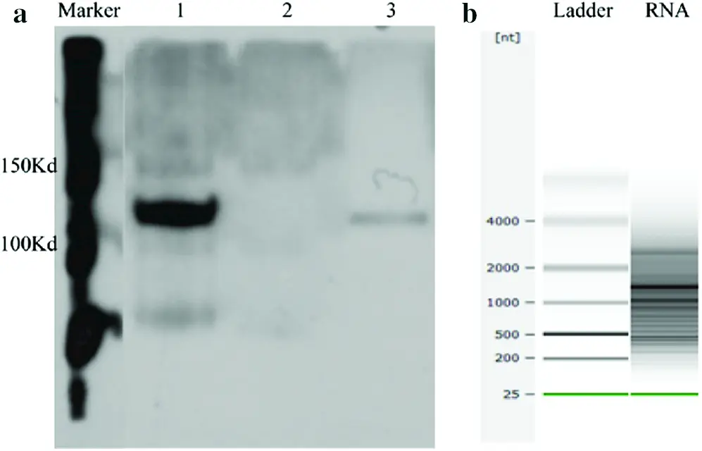 Characterization of endogenous nucleic acids that bind to NgAgo in ...