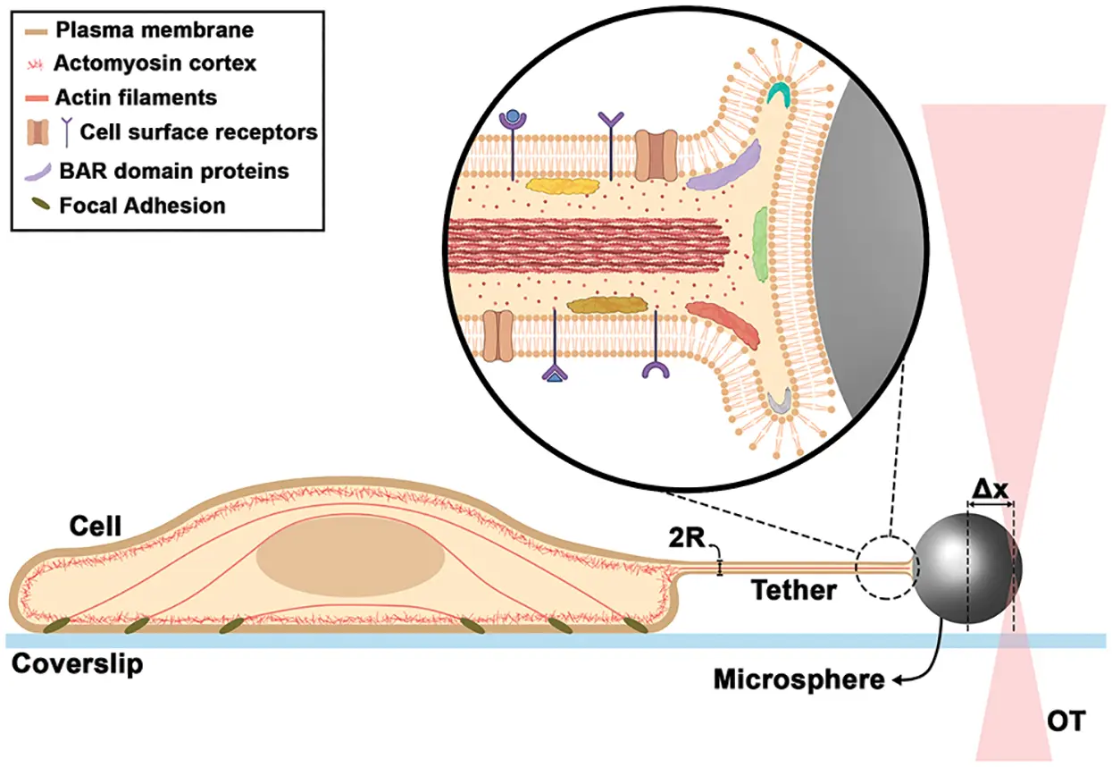 Mechanobiology of the cell surface: Probing its remodeling dynamics ...