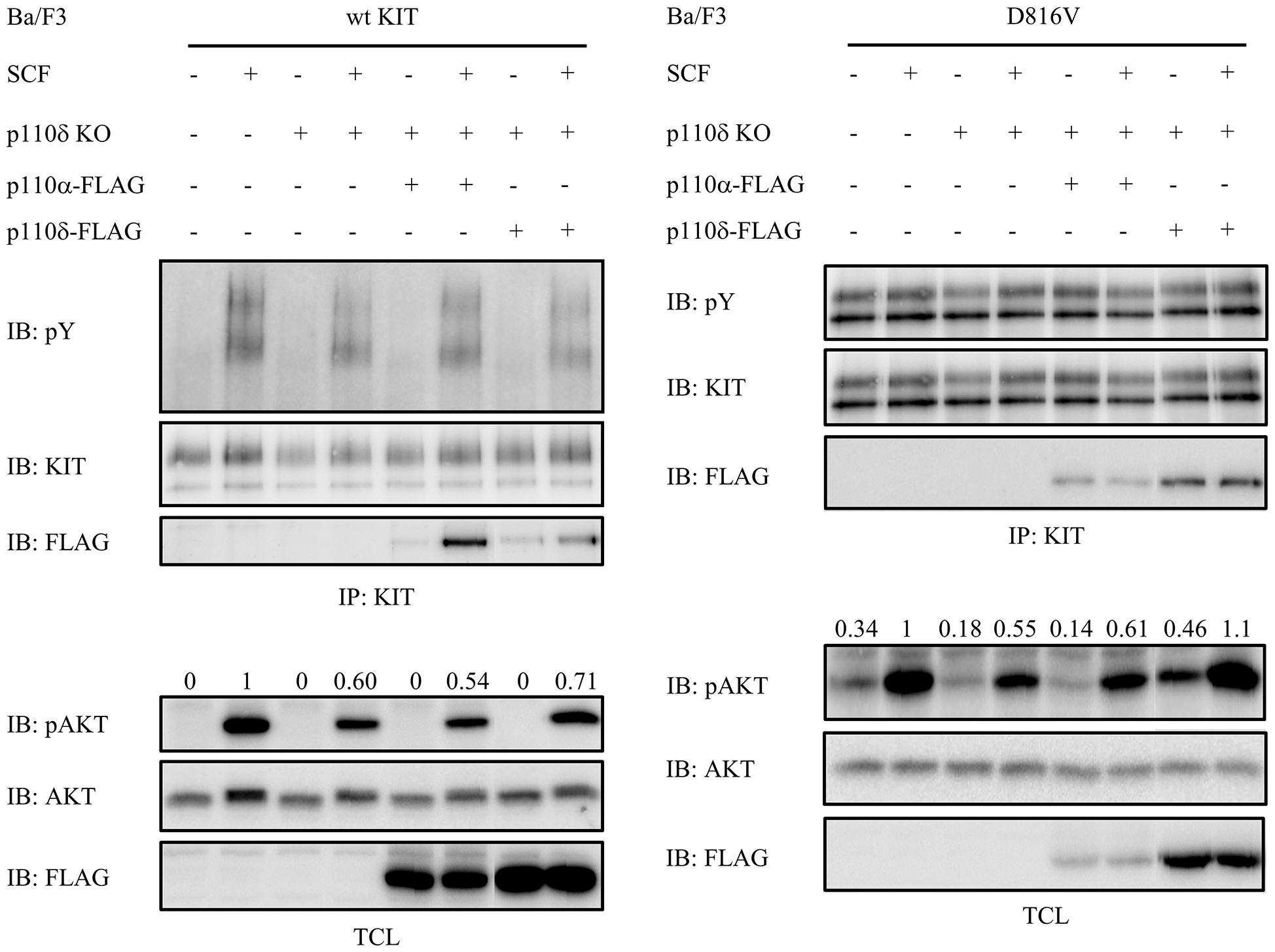 PI3 kinase isoform p110δ is more important than p110α in KIT signaling ...