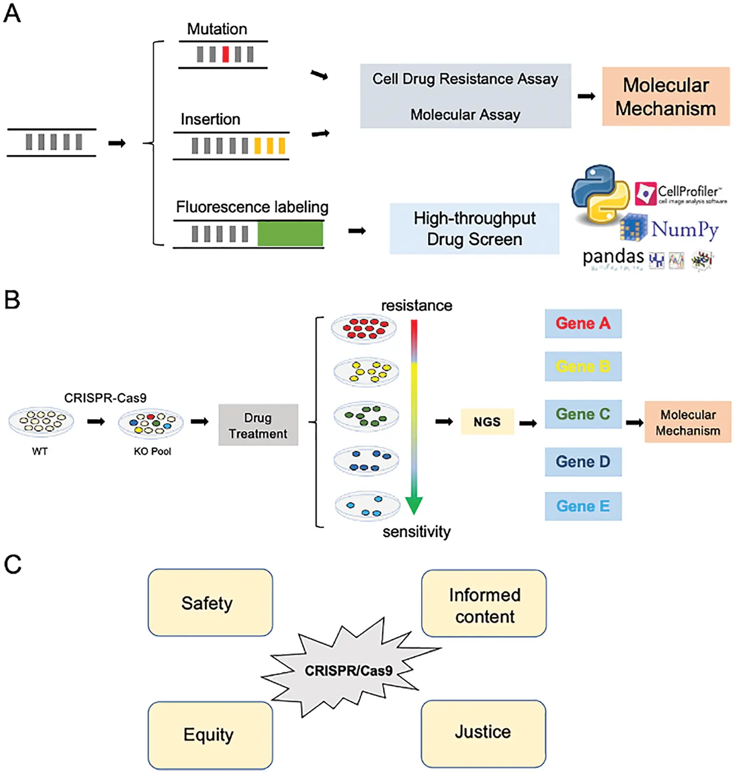 CRISPR accelerates the cancer drug discovery
