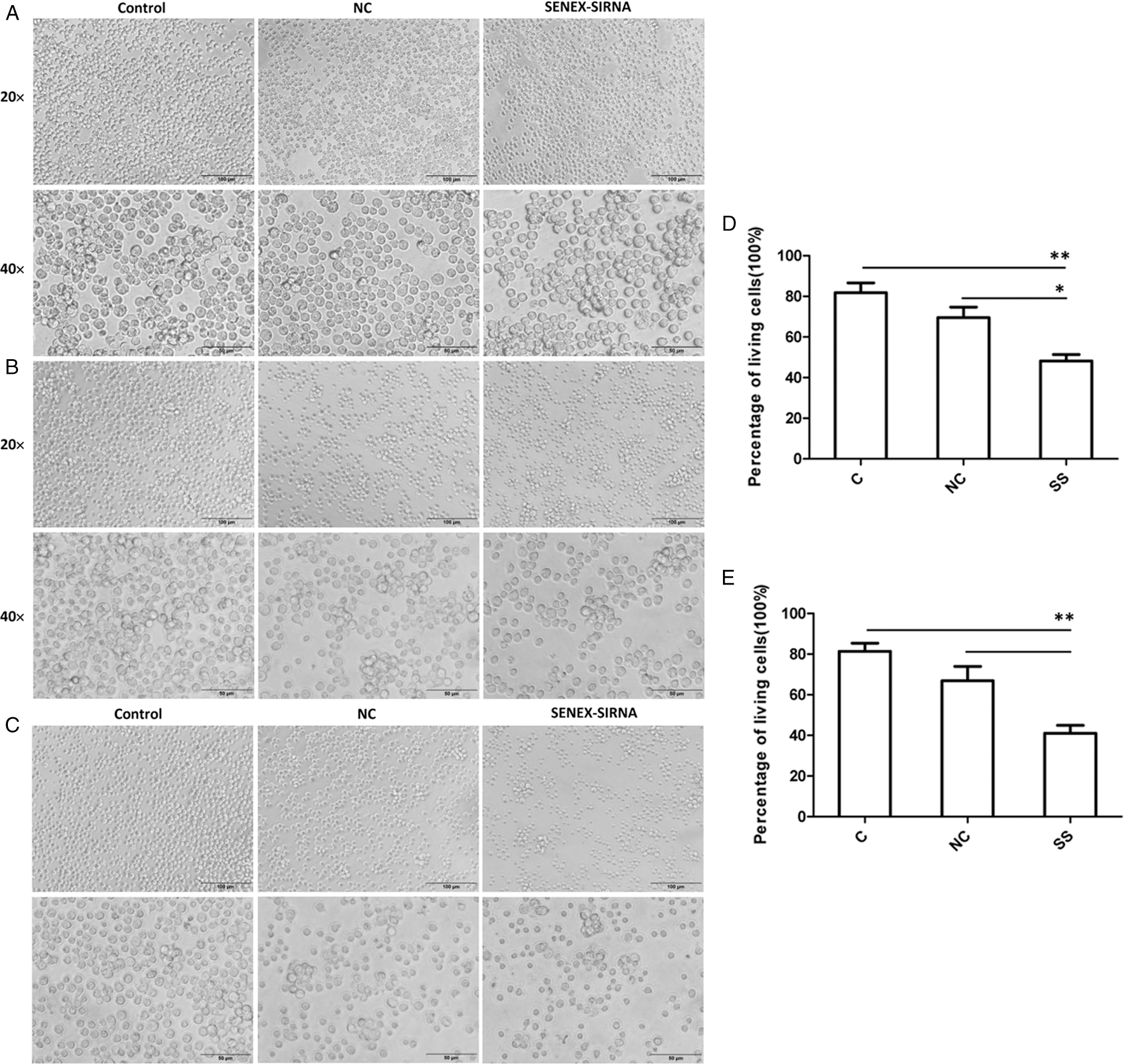 SENEX gene promotes cell proliferation by activating RB/E2F pathway in ...