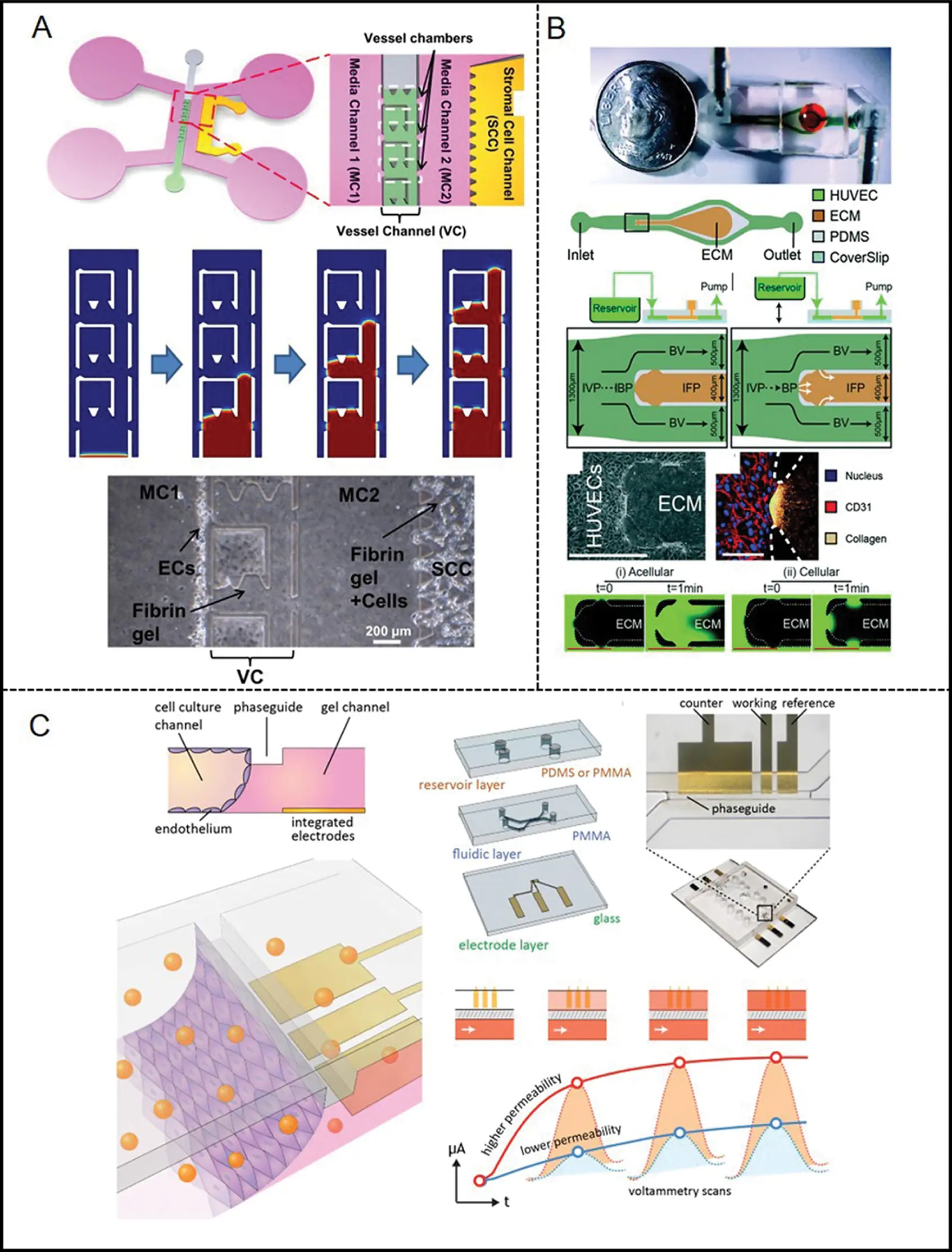 Microfluidic chips for the endothelial biomechanics and mechanobiology ...