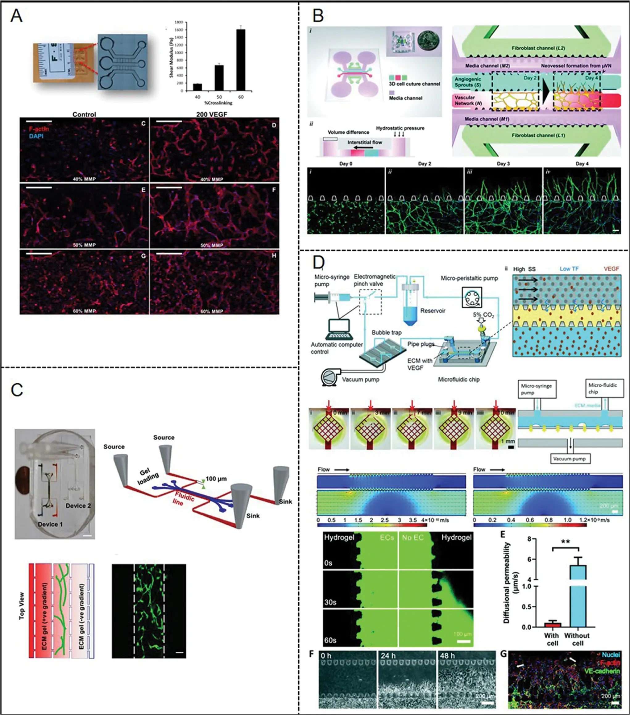Microfluidic chips for the endothelial biomechanics and mechanobiology ...