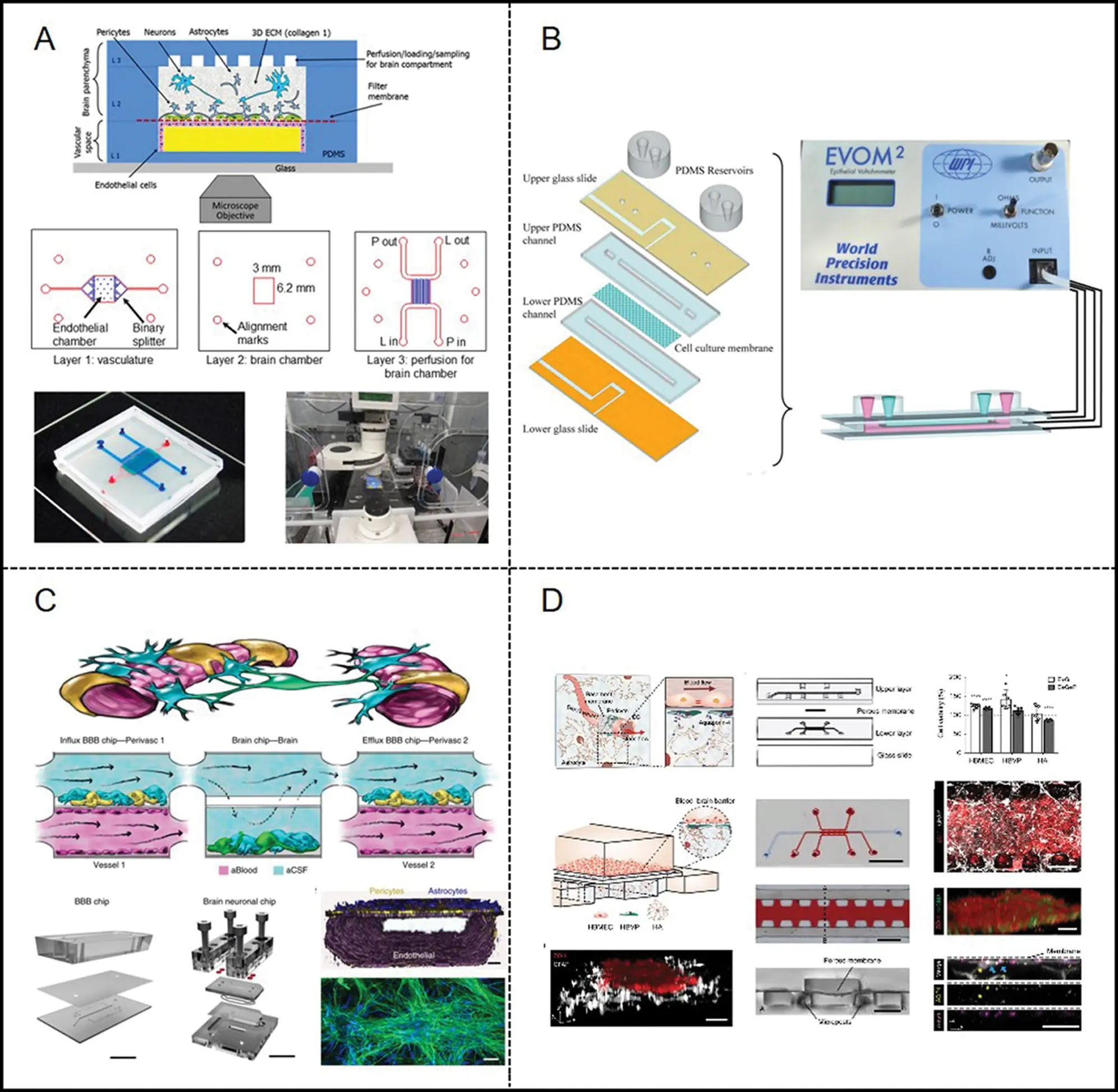 Microfluidic chips for the endothelial biomechanics and mechanobiology ...