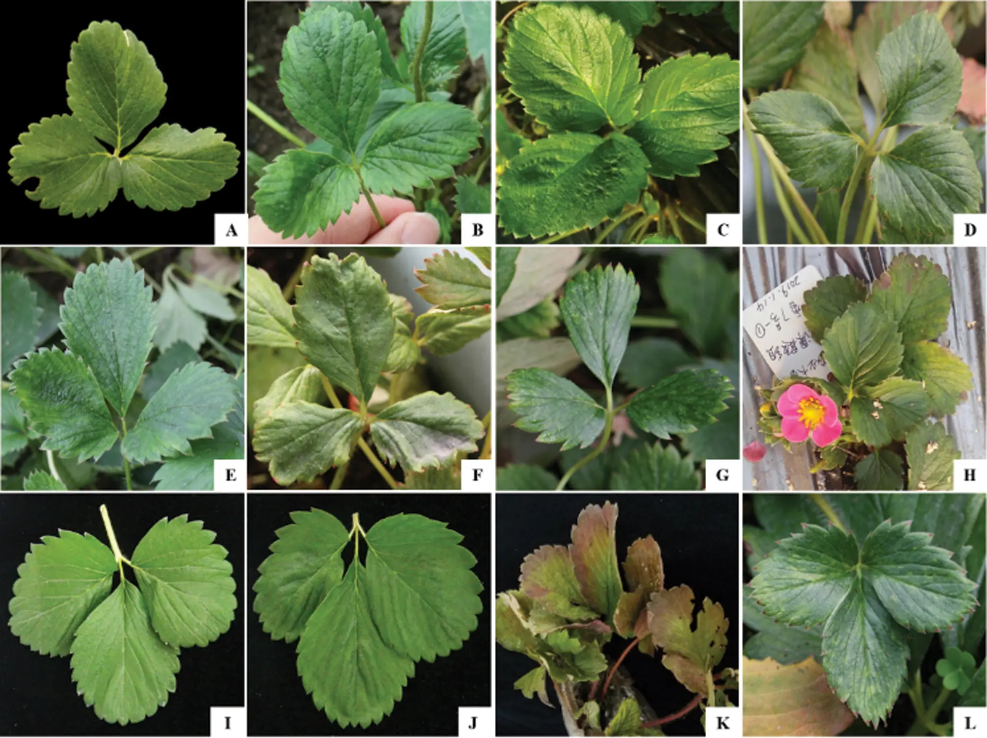 Incidence, genomic diversity, and evolution of strawberry mottle virus ...