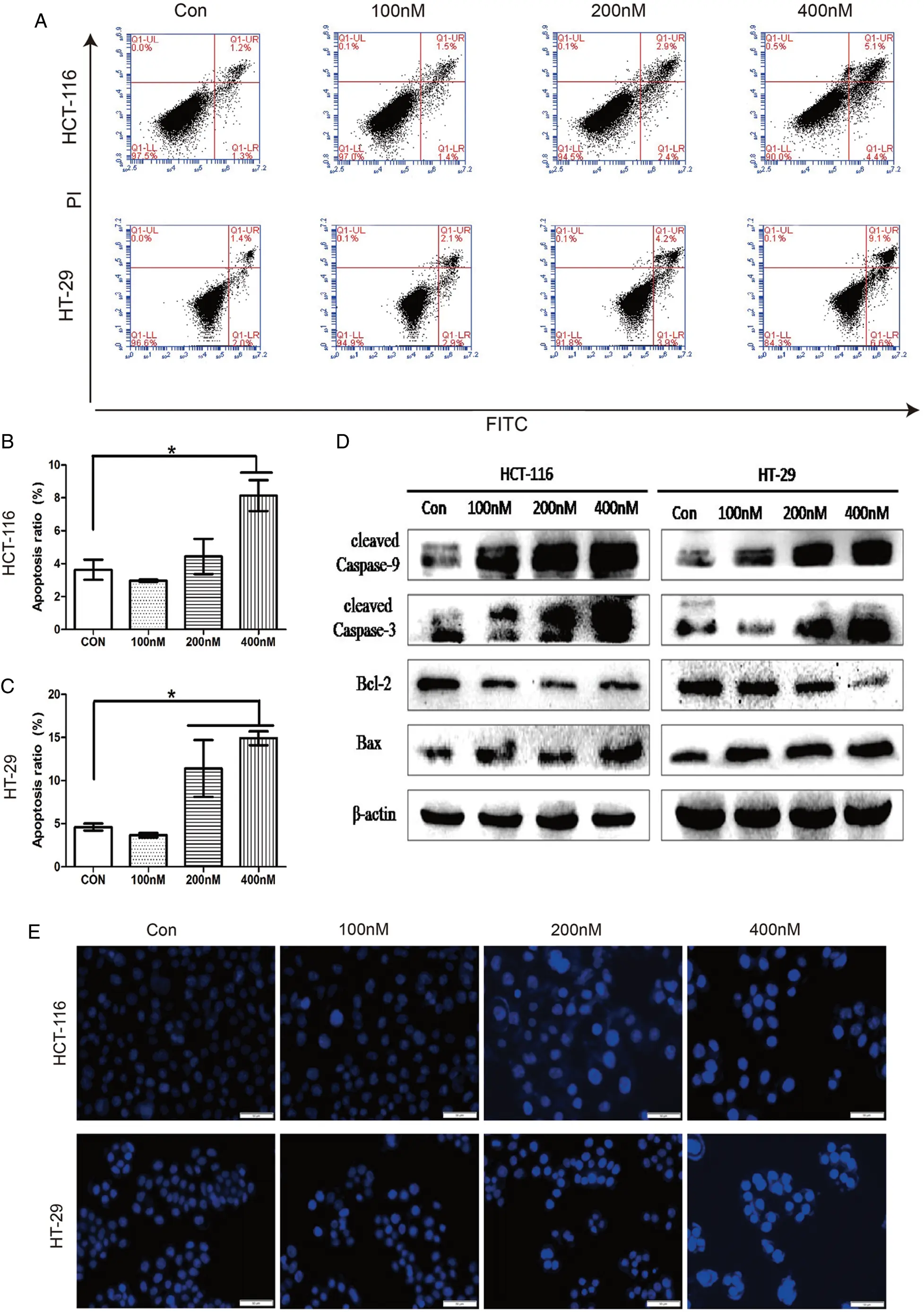 Hellebrigenin induces apoptosis in colorectal cancer Cells through ...