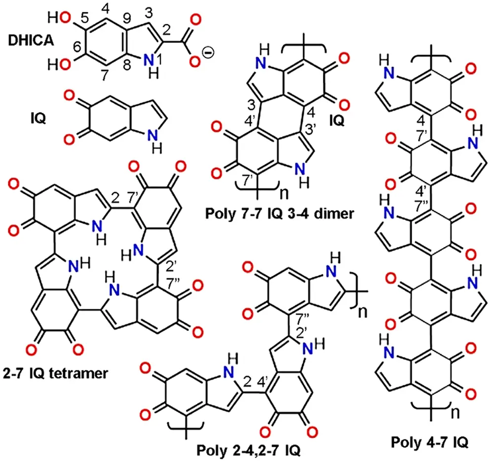 Biomedical overview of melanin. 1. Updating melanin biology and ...