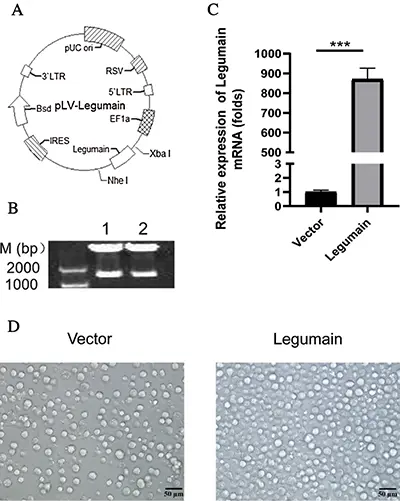 The effects of legumain in THP1 leukemia cells