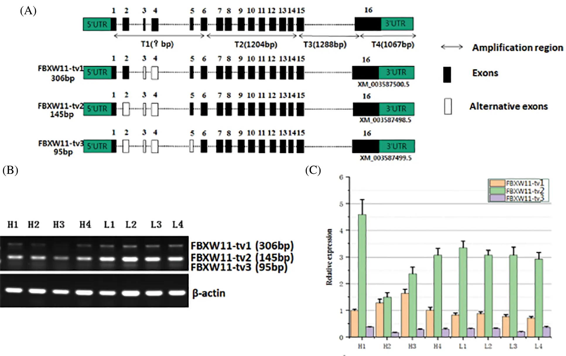 DNA methylation and alternative splicing modulate FBXW11 gene ...