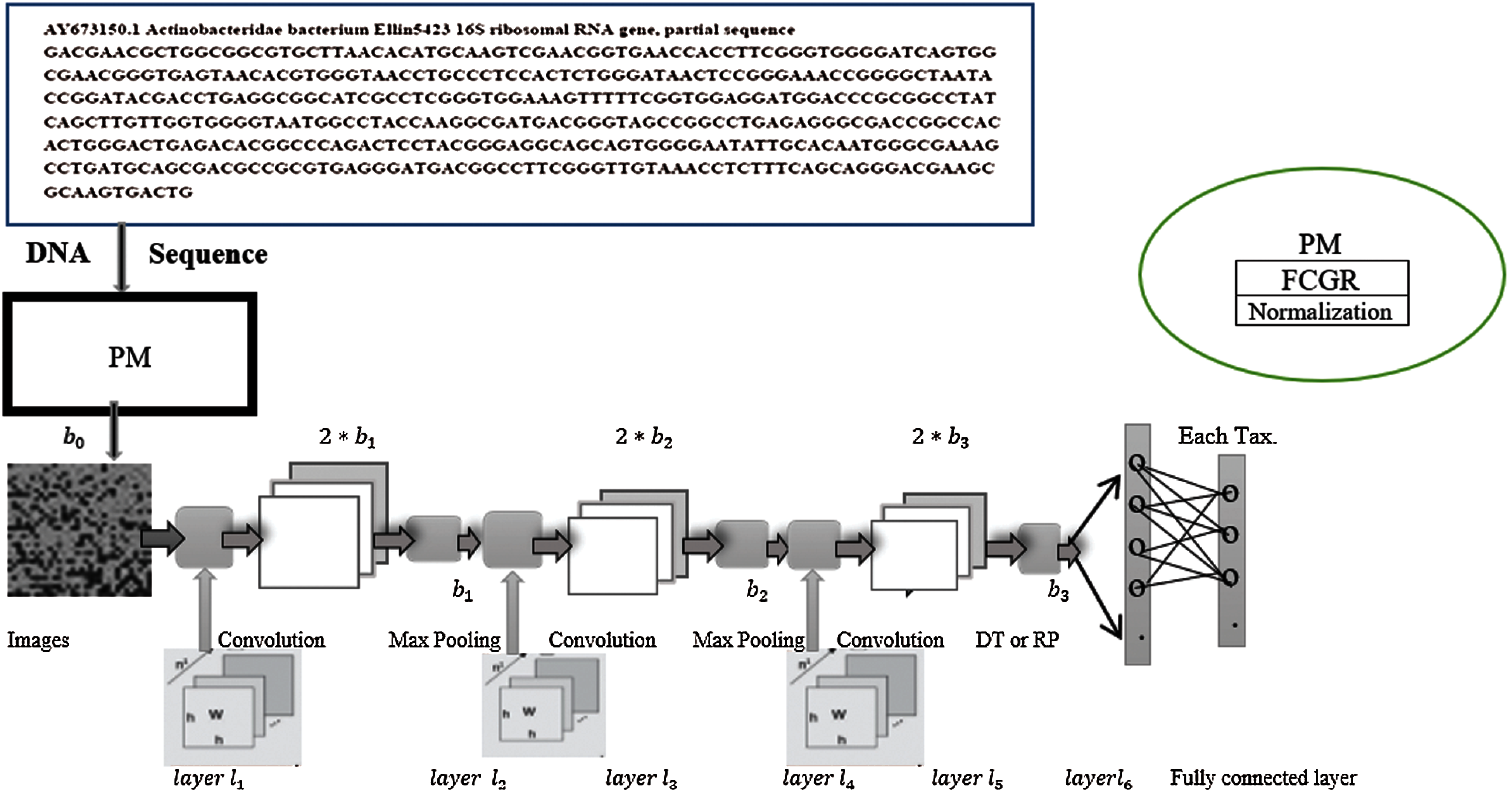 An Improved Convolutional Neural Network Model for DNA Classification