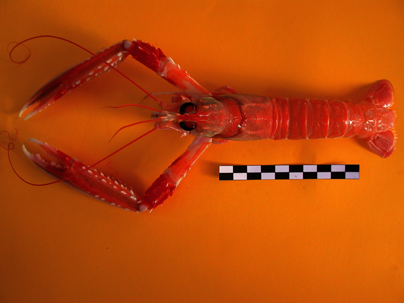 Automatic Detection of Nephrops Norvegicus Burrows from Underwater ...