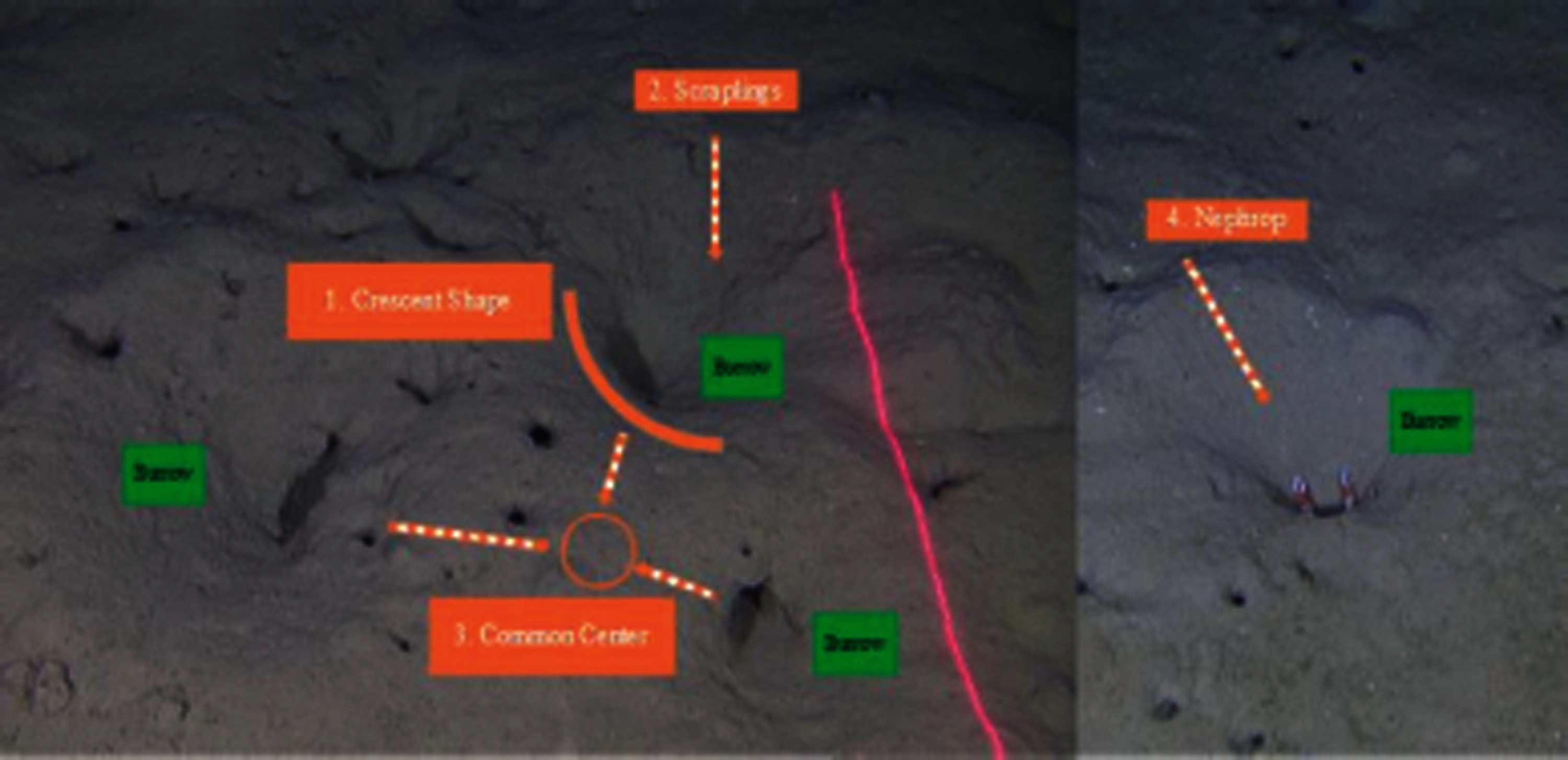 Automatic Detection of Nephrops Norvegicus Burrows from Underwater ...