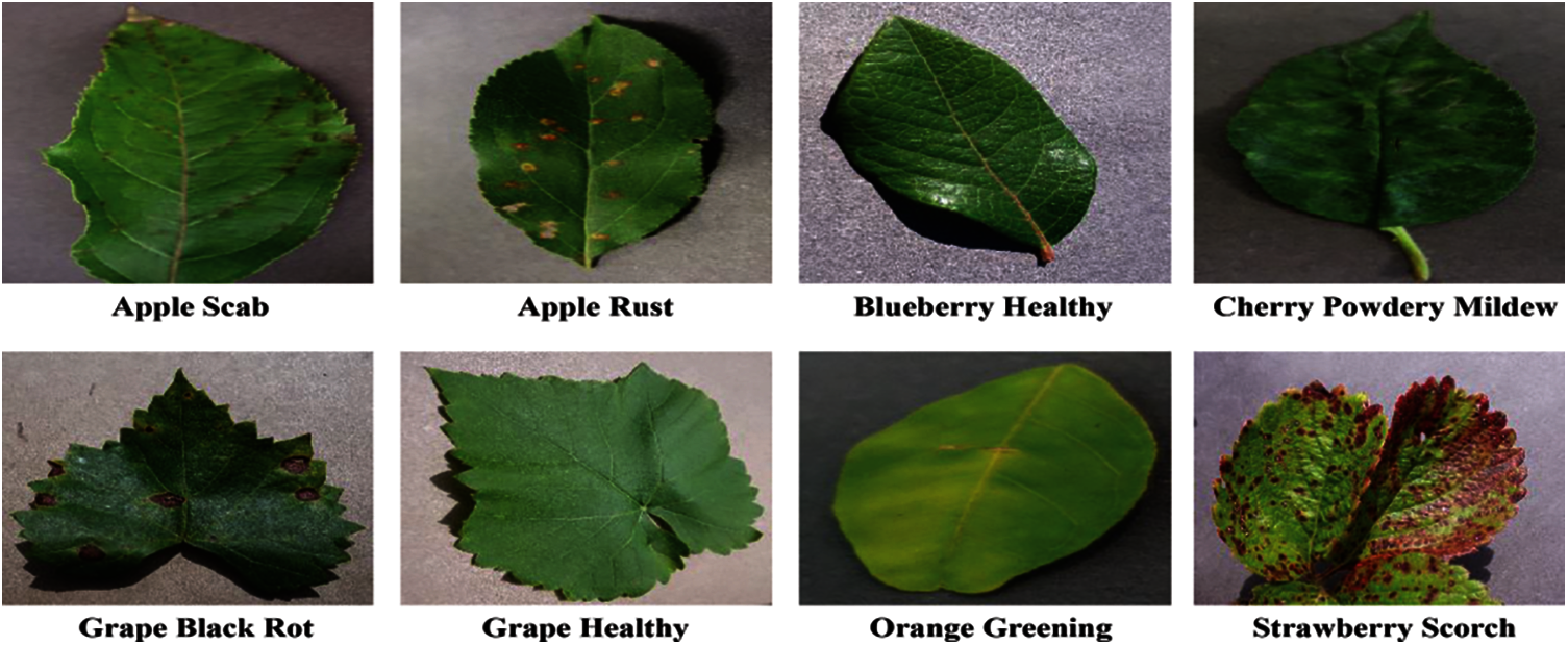 An Integrated Deep Learning Framework for Fruits Diseases Classification